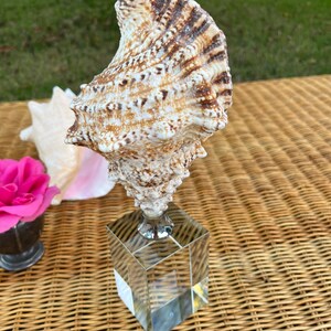 Gorgeous Shell on Solid Glass Base, Shell Decor Display, Coastal Island ...