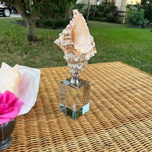 Gorgeous Shell on Solid Glass Base, Shell Decor Display, Coastal Island ...