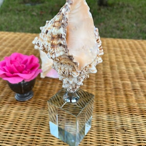 Gorgeous Shell on Solid Glass Base, Shell Decor Display, Coastal Island ...