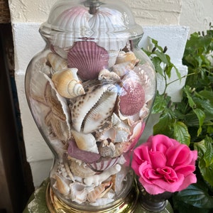 Ginger Jar Seashell Lamp, Glass Ginger Jar Lamp Full of Shells, Pink ...