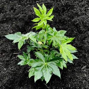 Fatsia Japonica - Evergreen Shrub, Large Glossy Leaves, Shade Garden ...