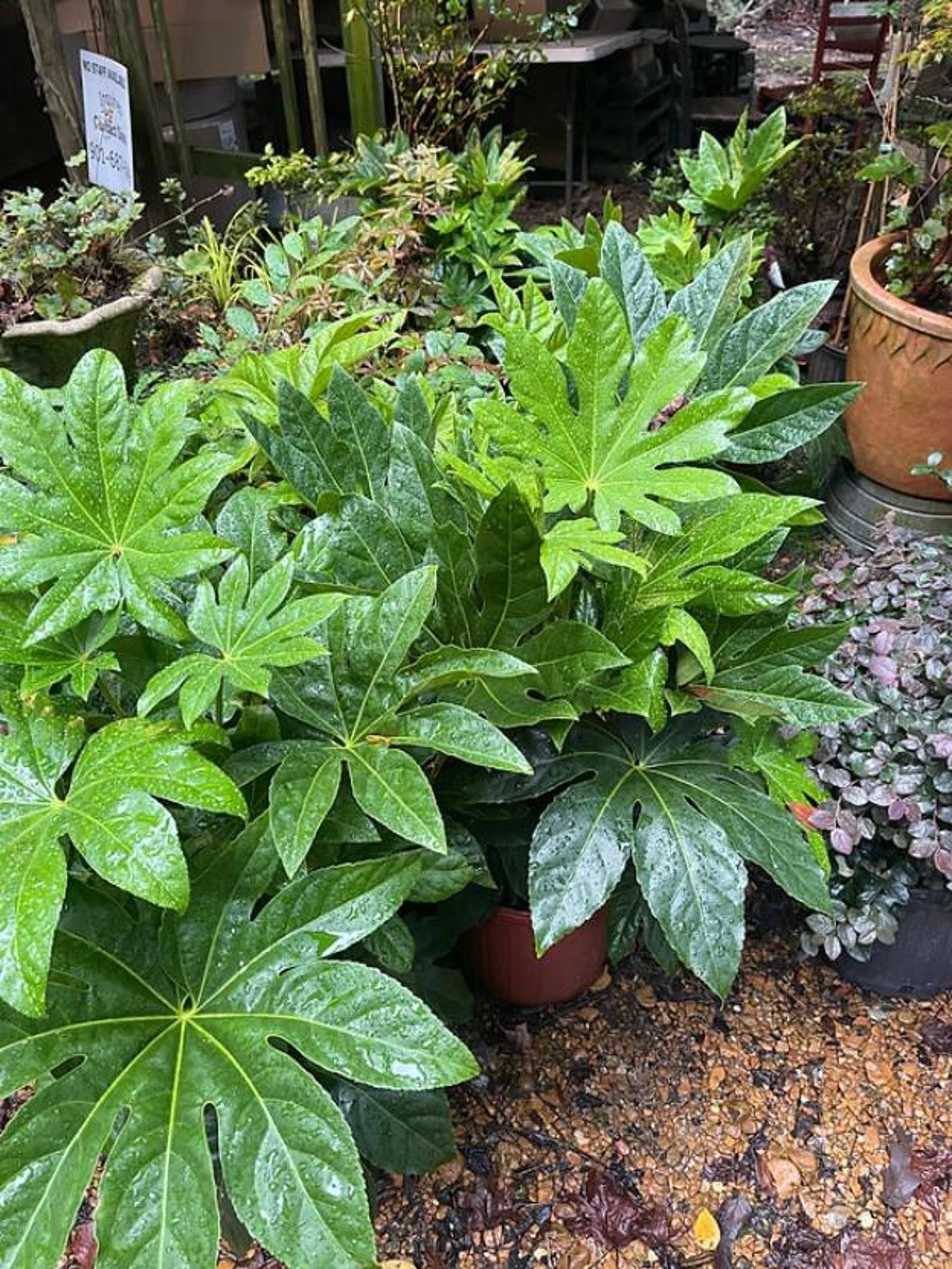Fatsia Japonica - Evergreen Shrub, Large Glossy Leaves, Shade Garden ...
