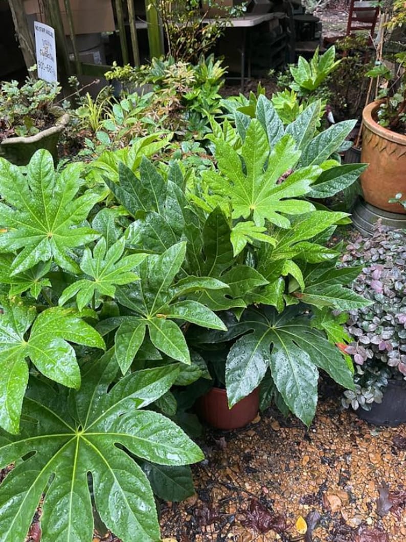 Fatsia Japonica - Evergreen Shrub, Large Glossy Leaves, Shade Garden ...
