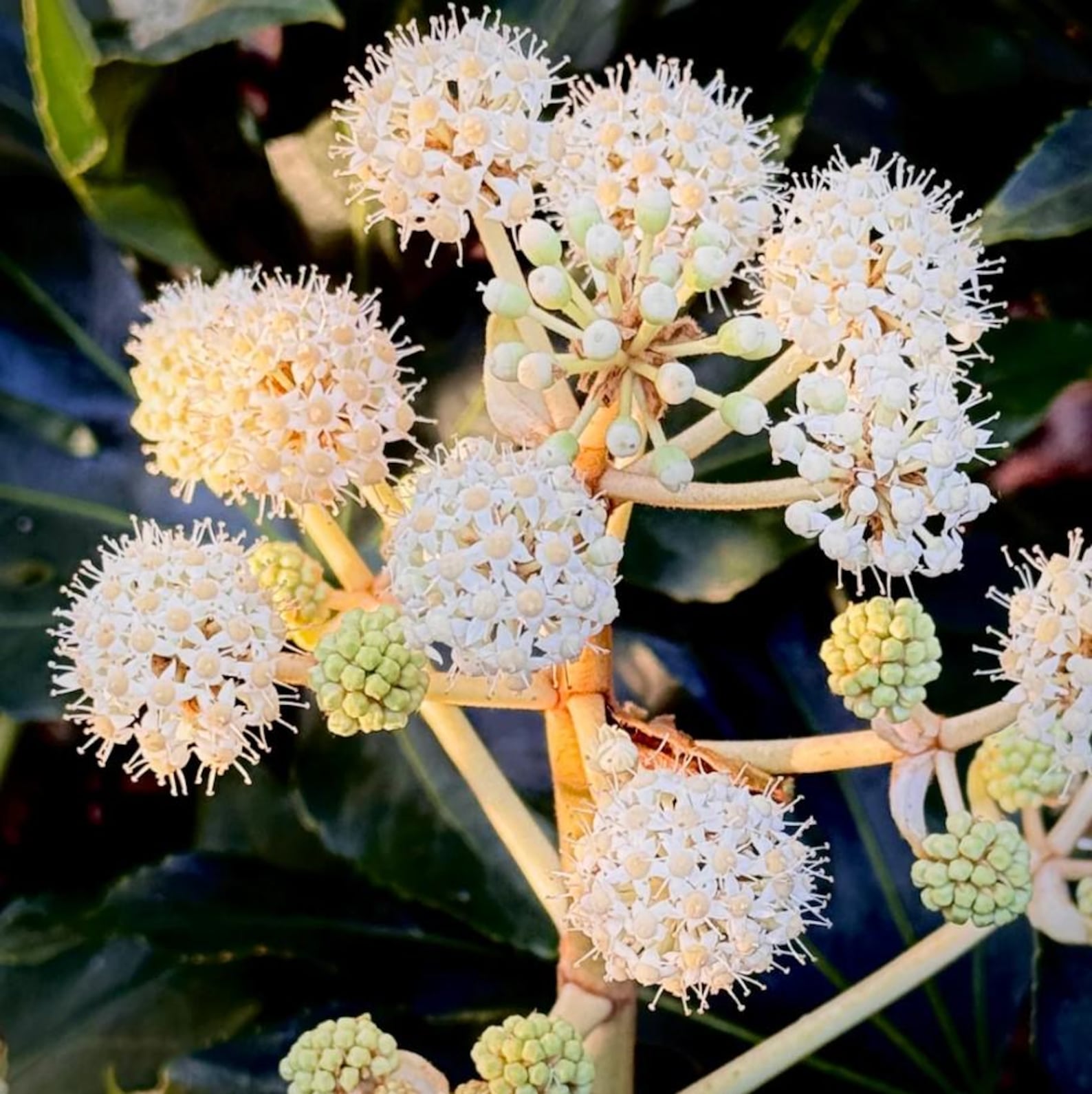 Fatsia Japonica - Evergreen Shrub, Large Glossy Leaves, Shade Garden ...