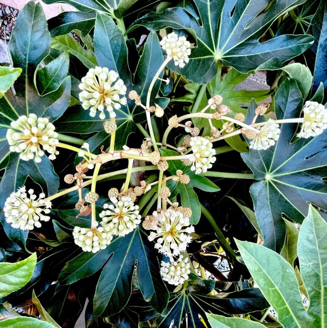 Fatsia Japonica - Evergreen Shrub, Large Glossy Leaves, Shade Garden ...