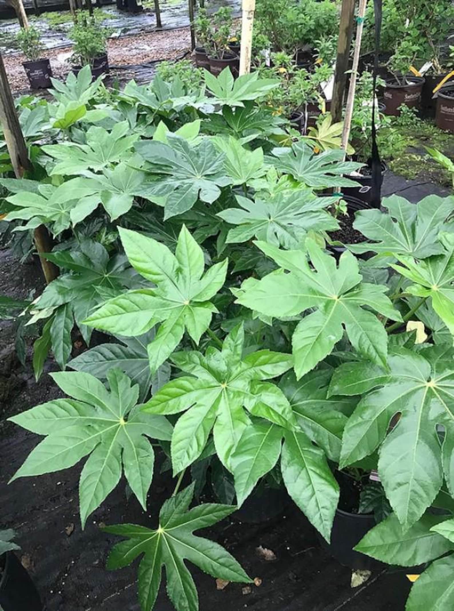 Fatsia Japonica - Evergreen Shrub, Large Glossy Leaves, Shade Garden ...
