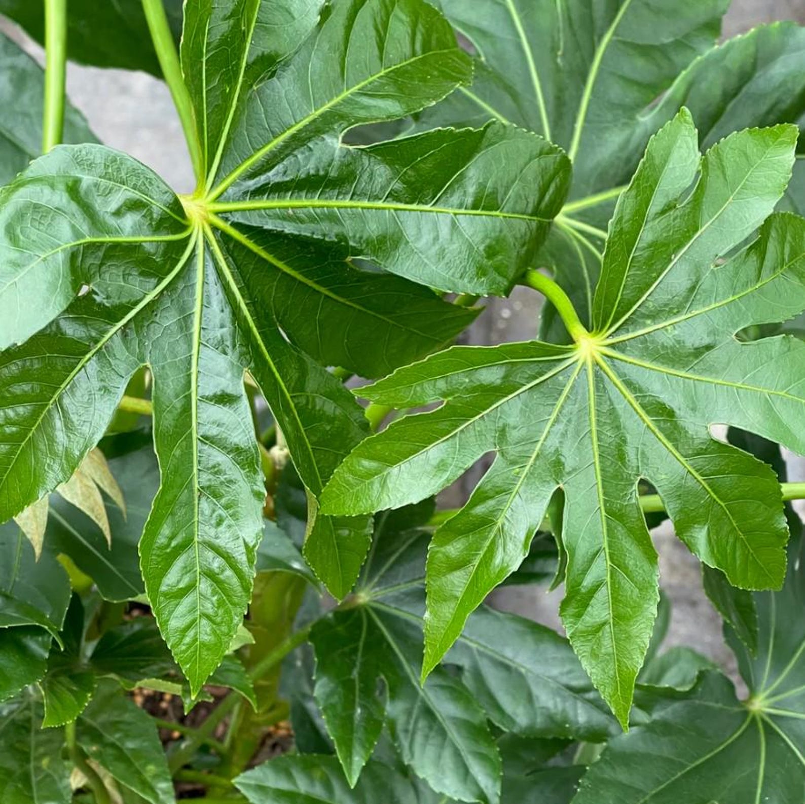 Fatsia Japonica - Evergreen Shrub, Large Glossy Leaves, Shade Garden ...