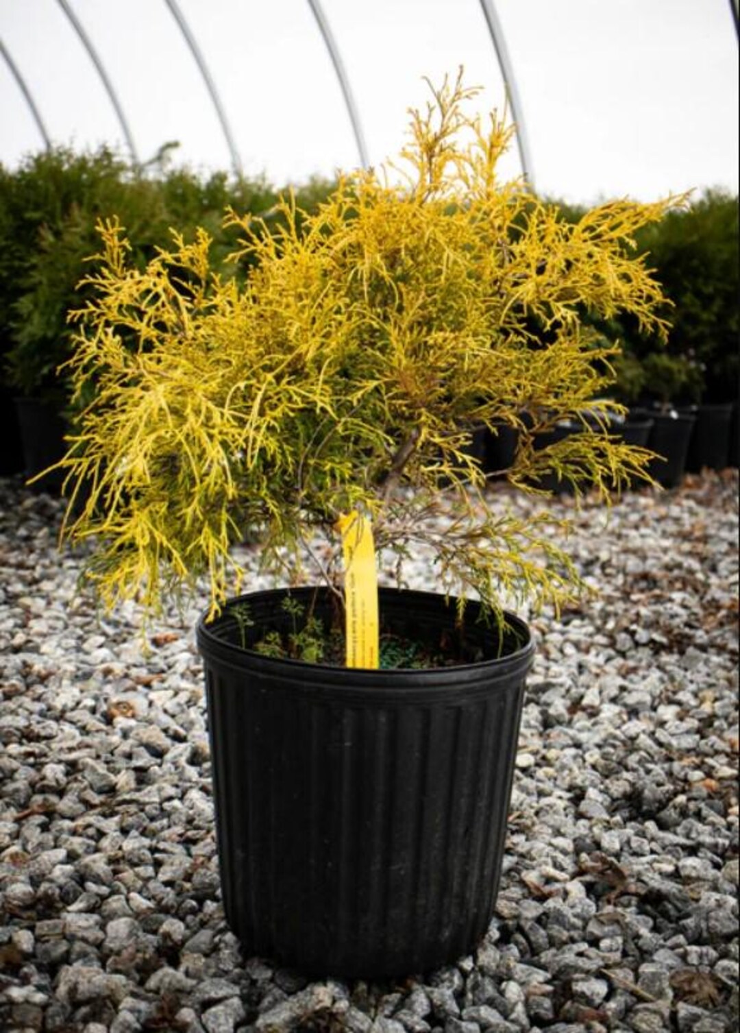 Sun Gold Threadleaf False Cypress - Evergreen Shrub, Golden Threadlike ...