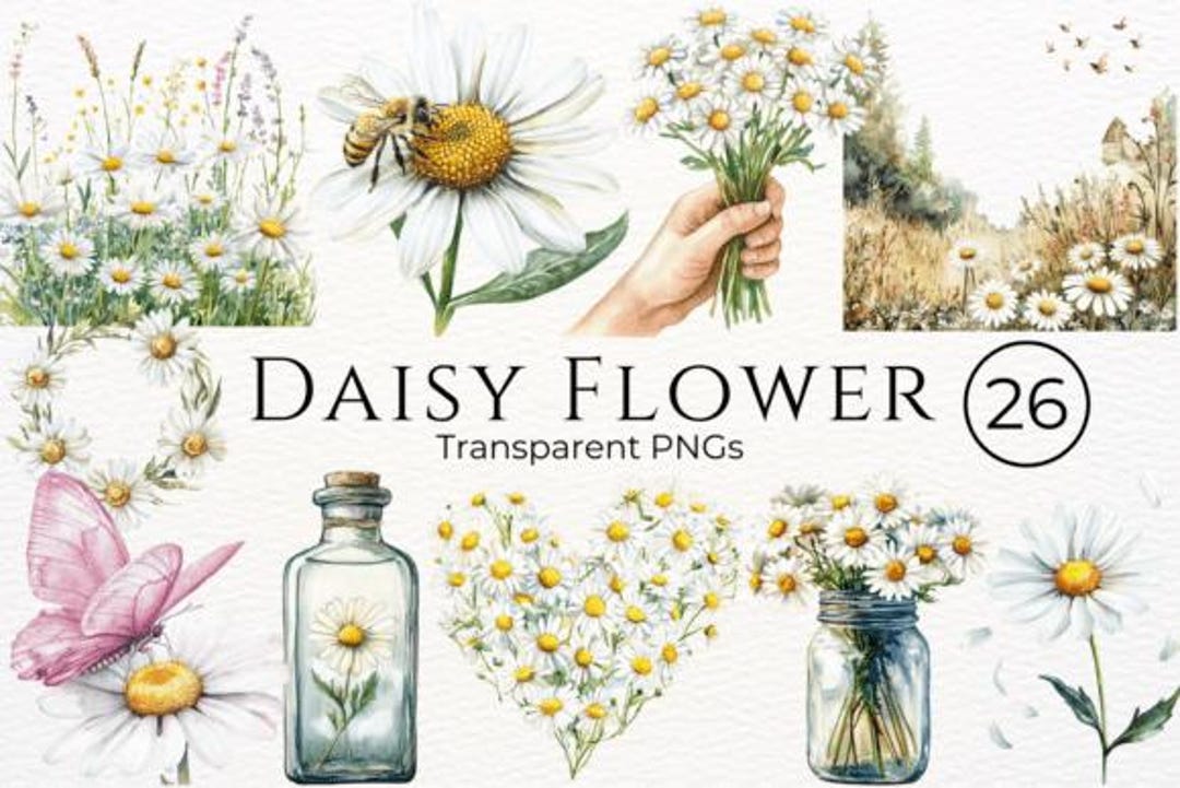 Daisy Flower Watercolor Clipart Bundle | 26 PNG Files | Transparent ...