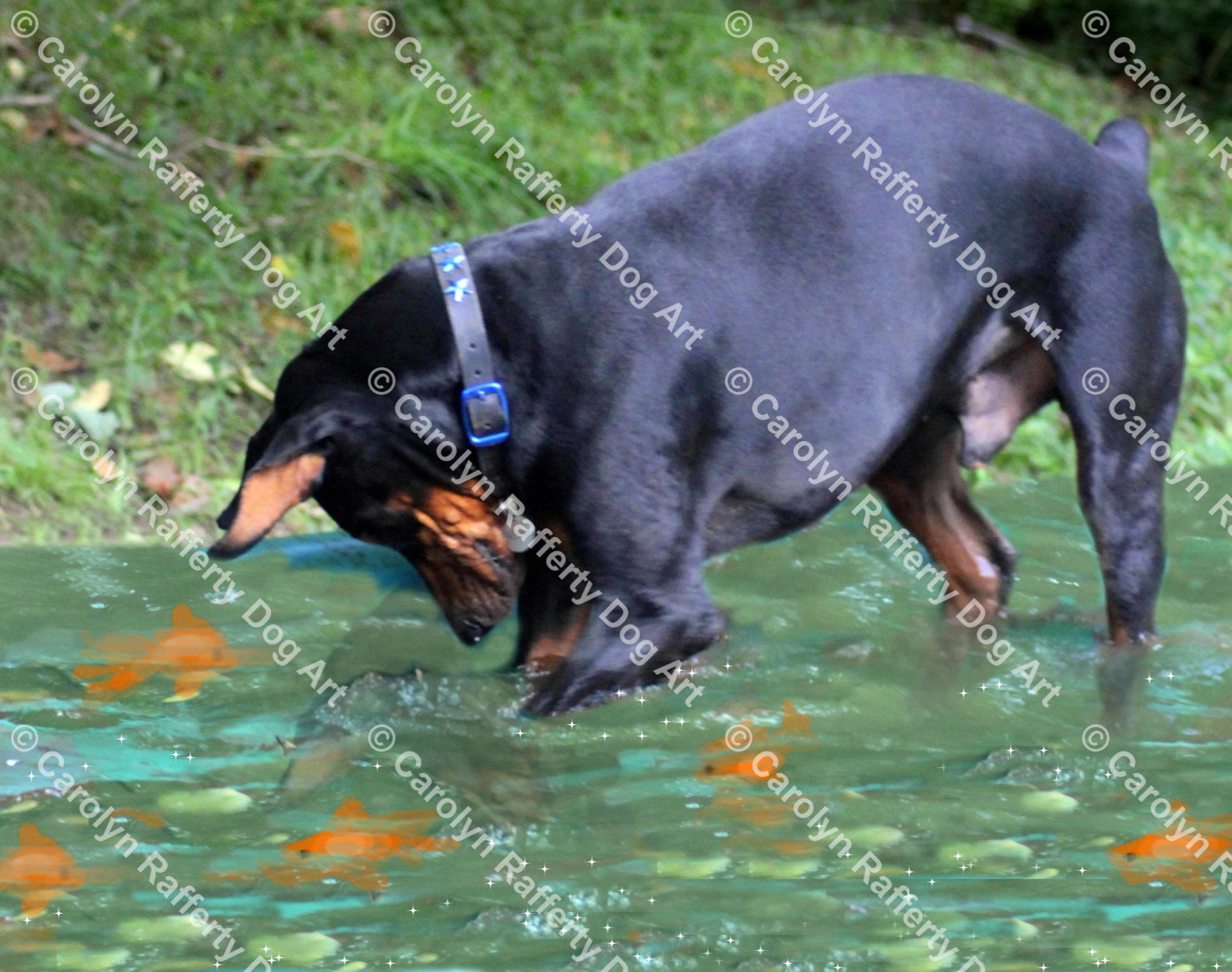 Fishing Dobe , 8 X 10 Signed Doberman Print by Artist Carolyn Rafferty ...