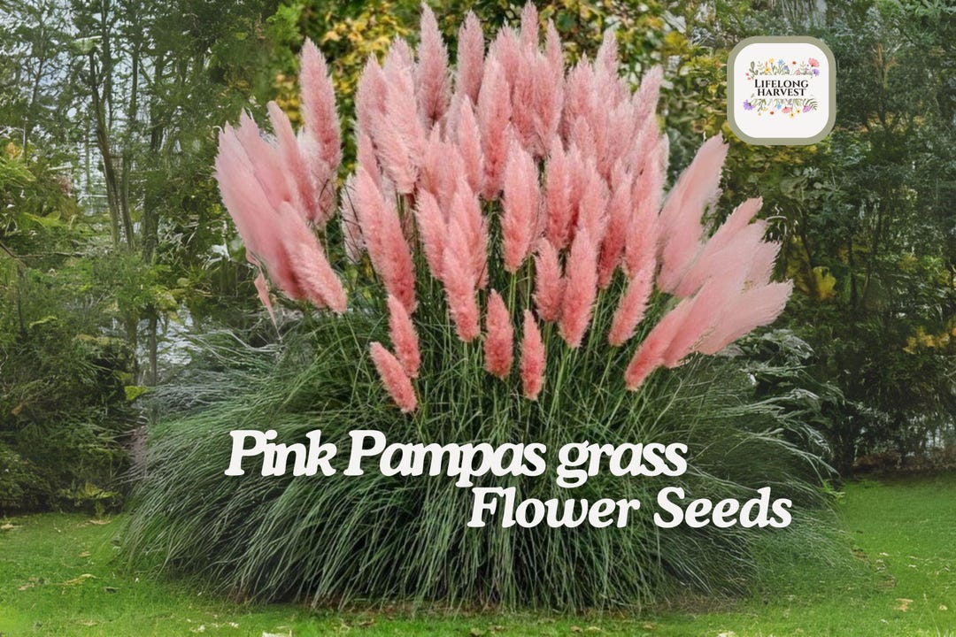 200+ Pink Pampas Grass Seeds – Organic Ornamental Grass, Eco-friendly ...