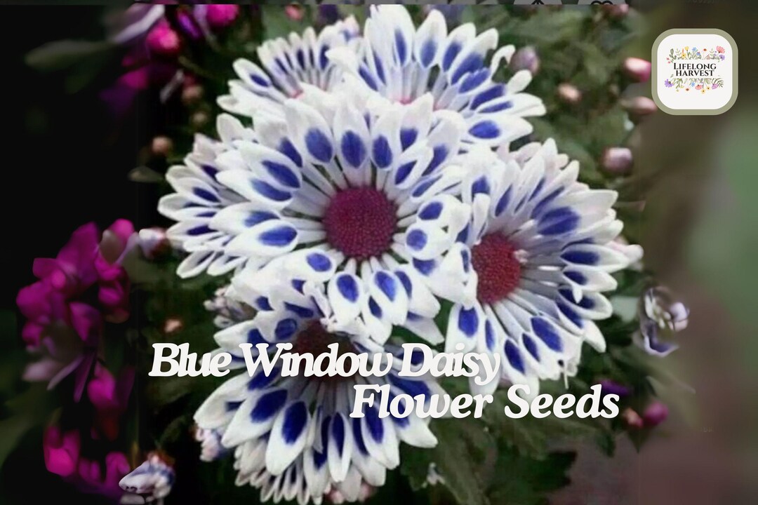 20 Blue Window Daisy Flower Seeds – Striking Blue-yellow Blooms, Spring ...