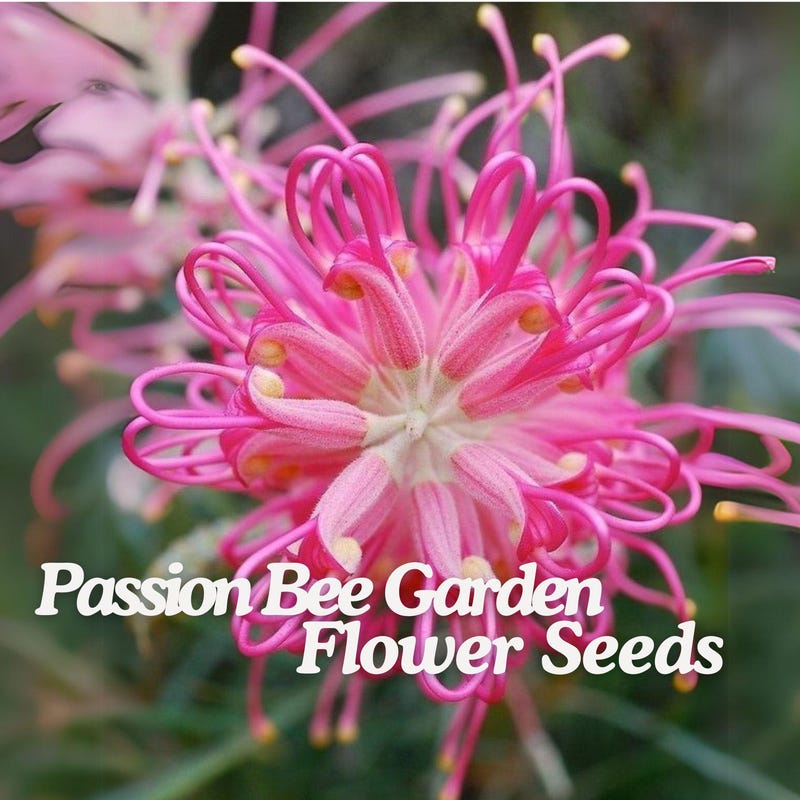 Passion Flower Seeds - Etsy