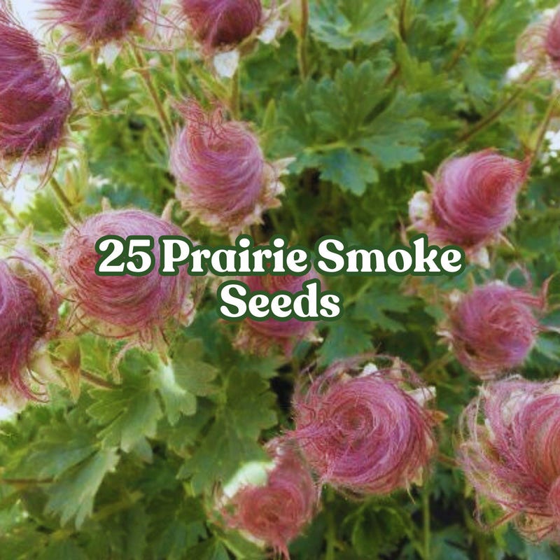 Prairie Smoke - Etsy