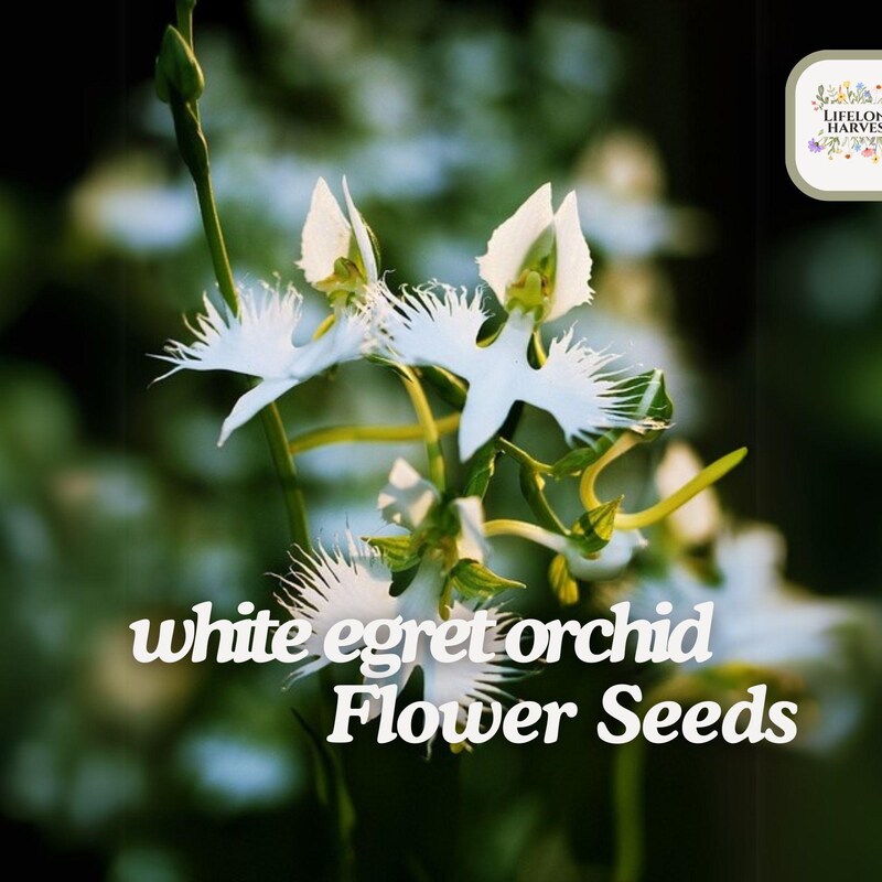 Orchid Seeds - Etsy