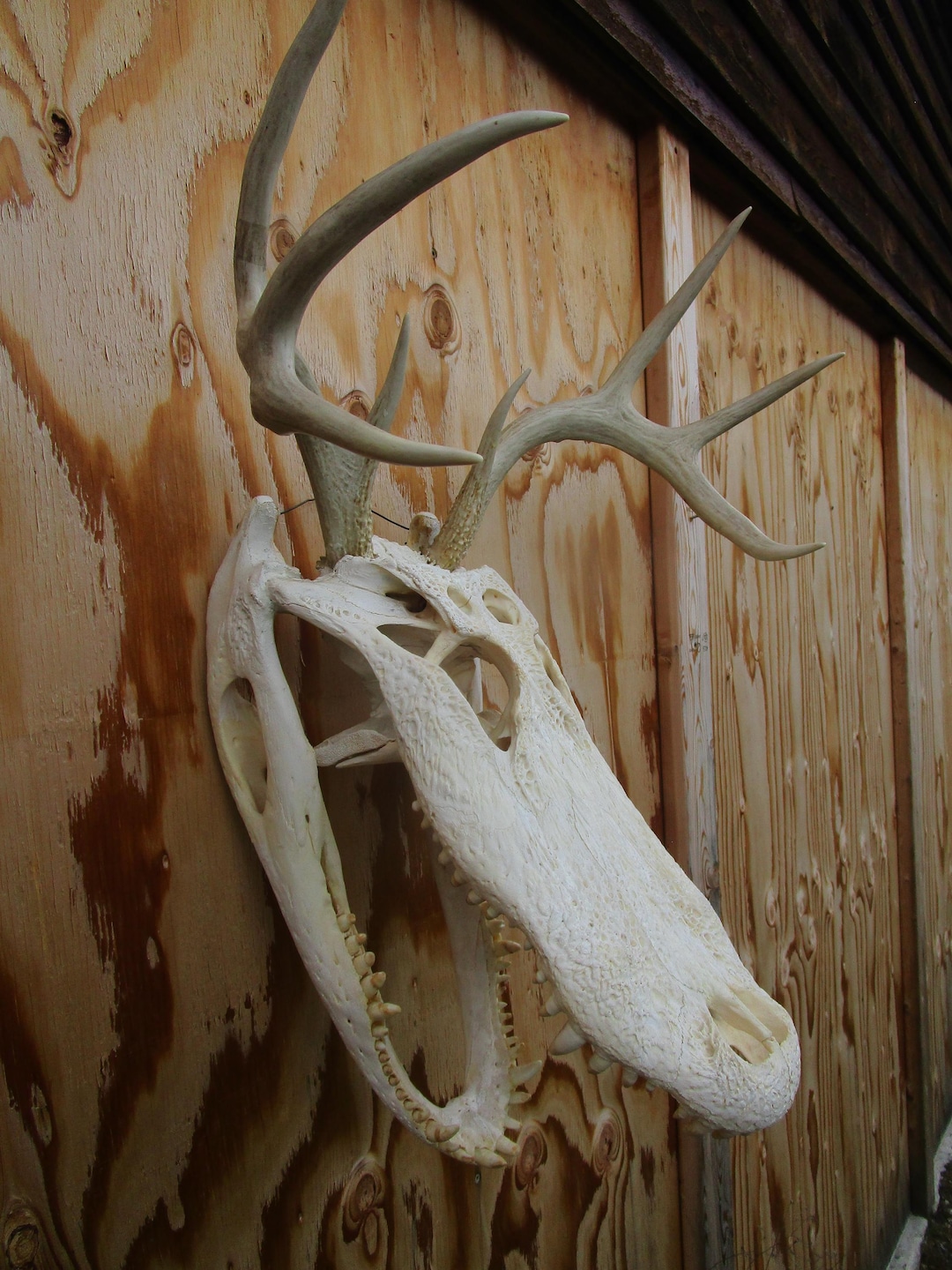 Alligator Skull With Whitetail Rack A.k.a. Gatorlope - Etsy