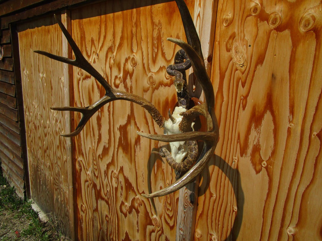 Trophy Mule Deer Buck Skull With Rattlesnake Striking Out - Etsy
