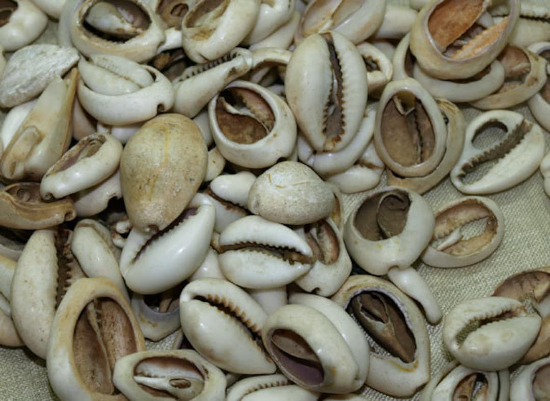 Bag of 20 Antique Nigerian Cowrey Shells - Etsy