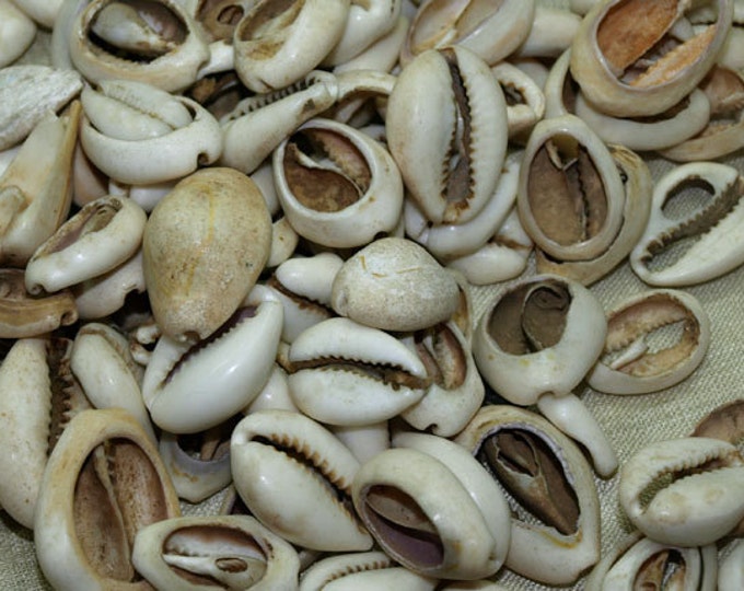 Bag of 20 Antique Nigerian Cowrey Shells - Etsy