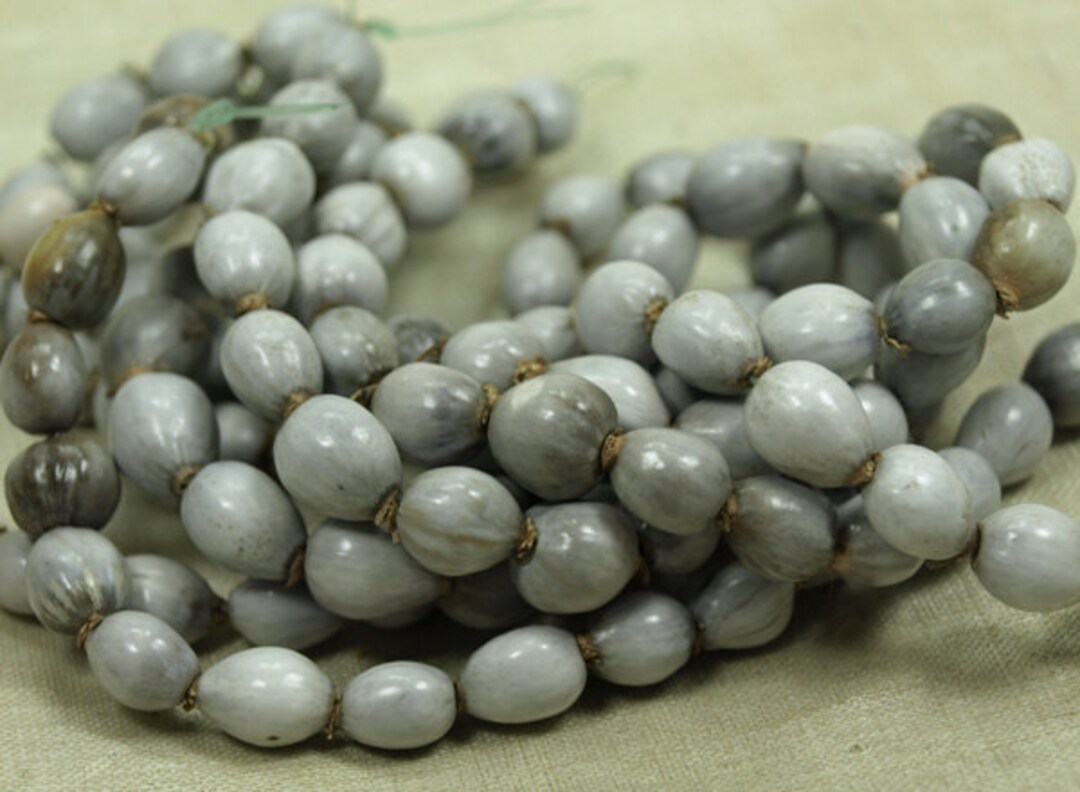 15" Strand of Job's Tears Beads - Etsy