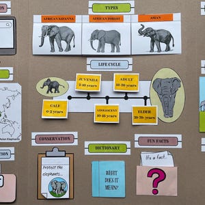 Elephant Study Lapbook Download | Printable | Creative Activity ...