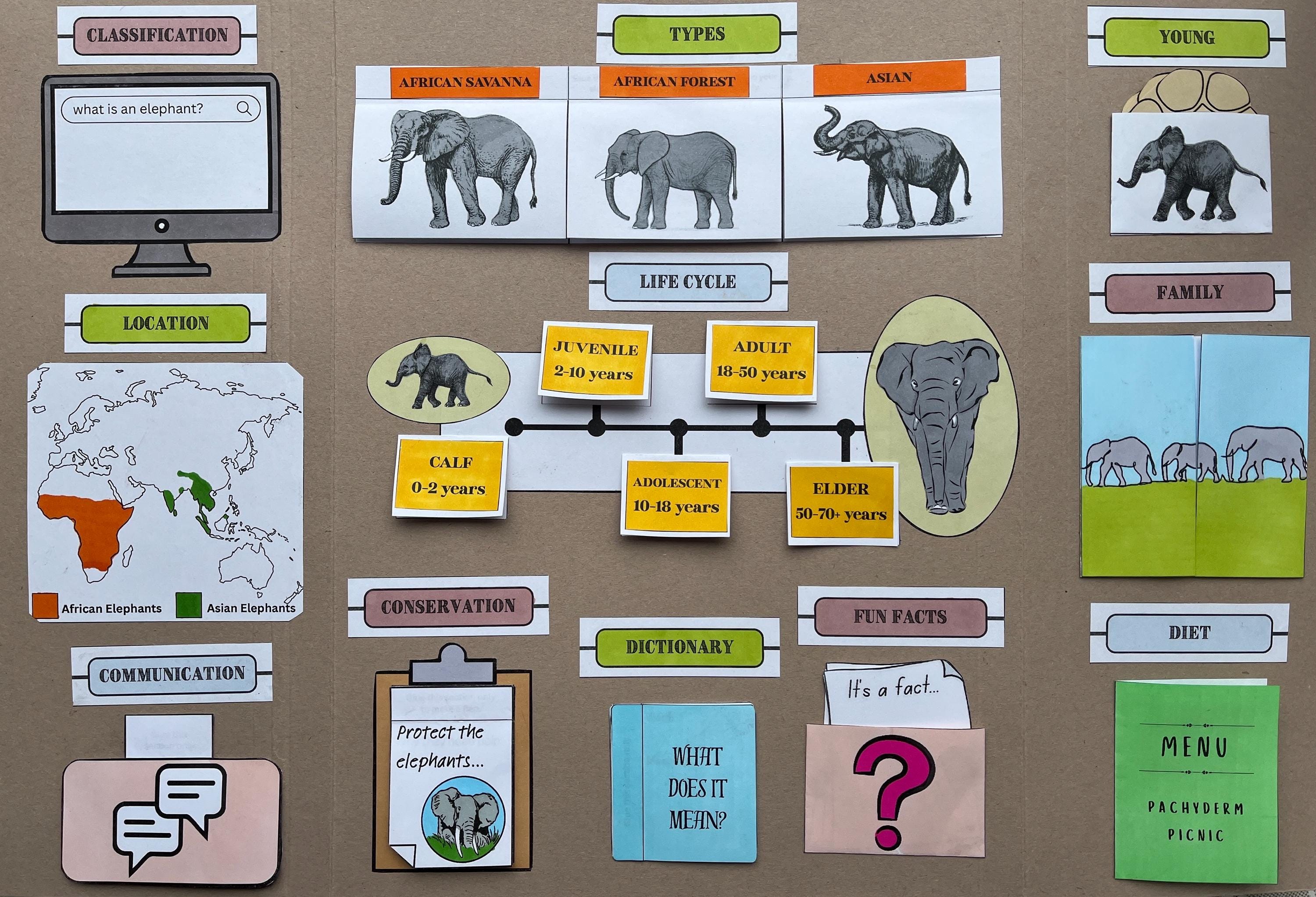 Elephant Study Lapbook Download | Printable | Creative Activity ...