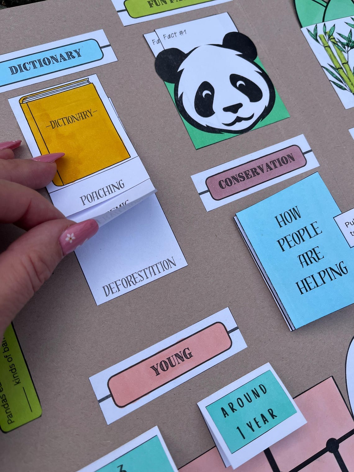 Panda Study Lapbook Download | Printable | Creative Activity ...