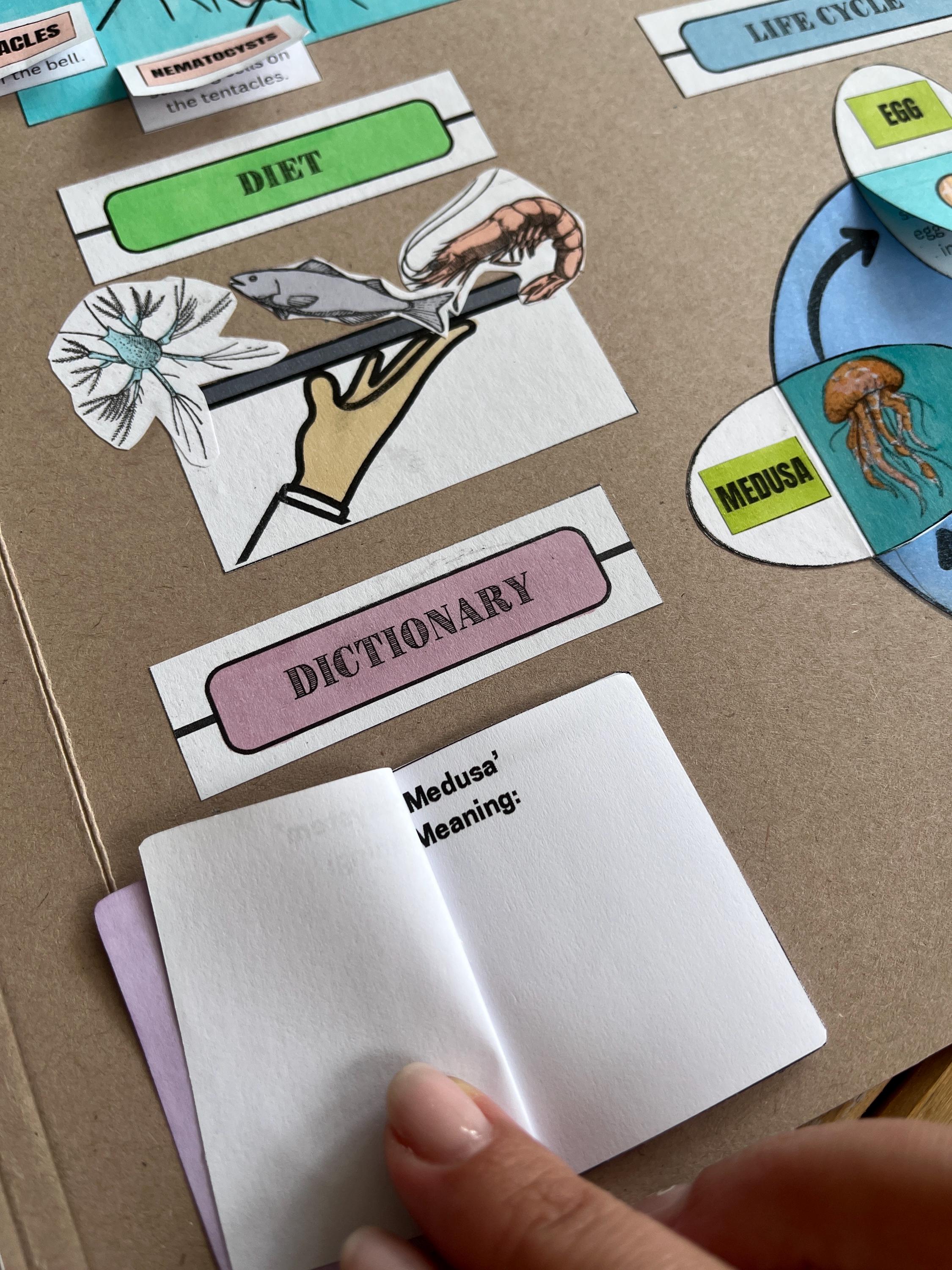 Jellyfish KS2 Science Pack | Printable Unit Study Lapbook - Etsy