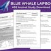 Blue Whale Lapbook KS2 | Animal Science | Printable | Easy-read ...
