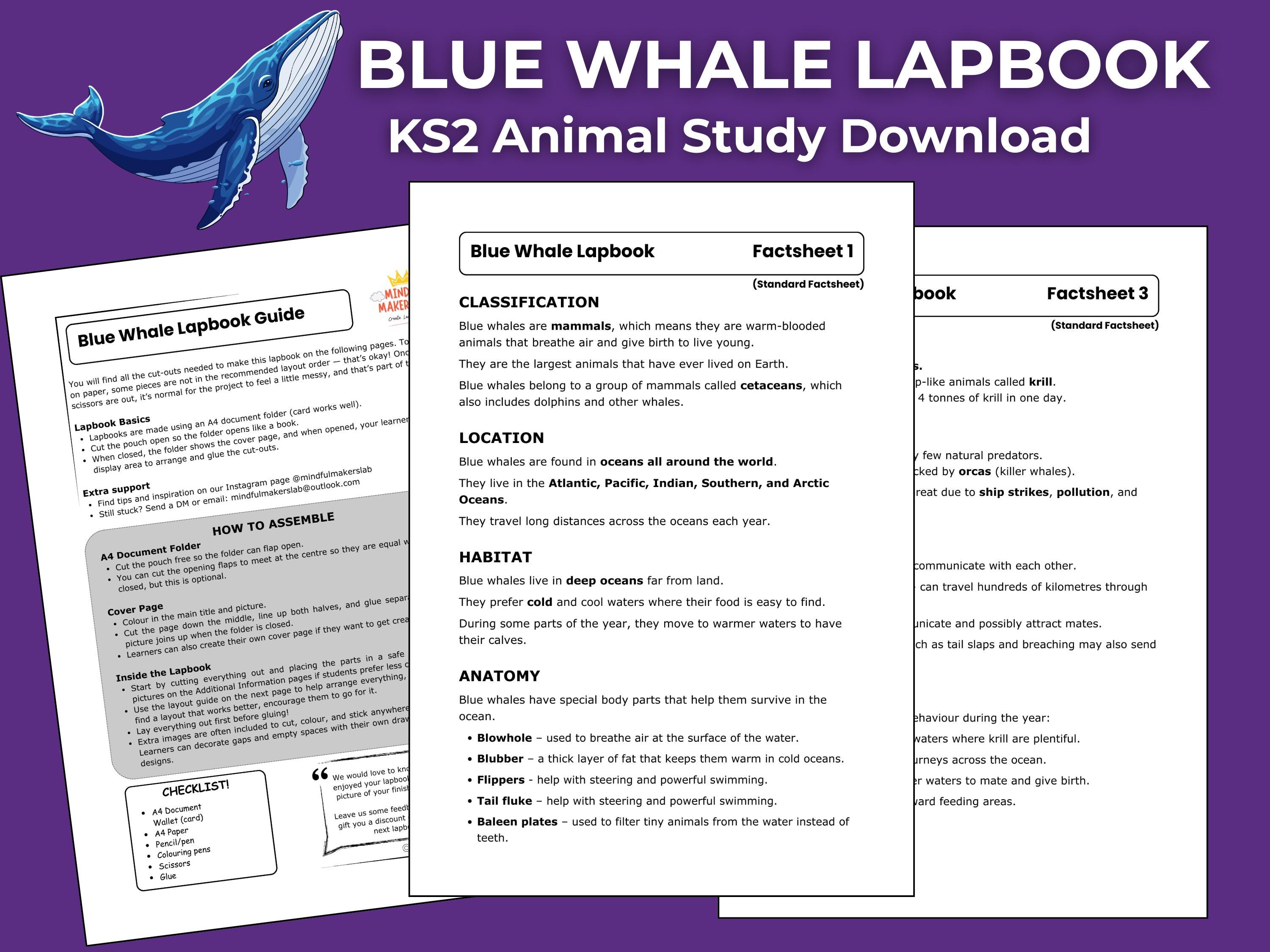 Blue Whale Lapbook KS2 | Animal Science | Printable | Easy-read ...