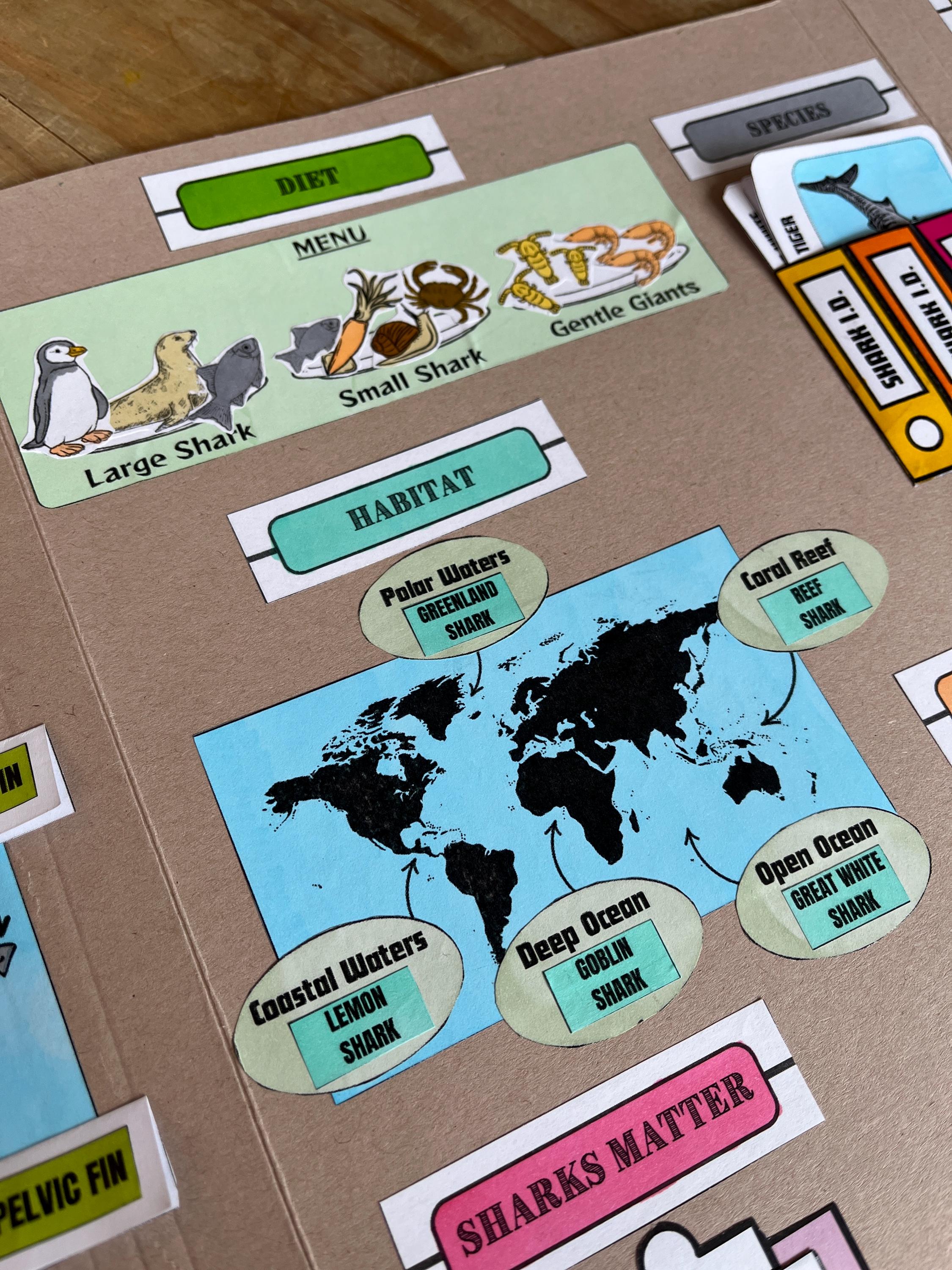 Shark Study Lapbook Download | Printable | Creative Activity ...