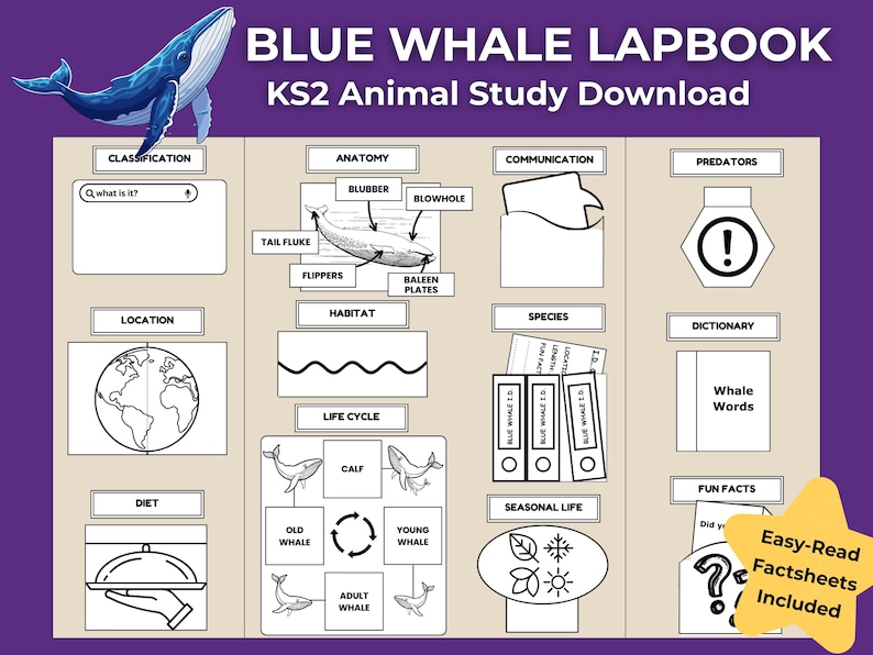 Blue Whale Lapbook KS2 | Animal Science | Printable | Easy-read ...