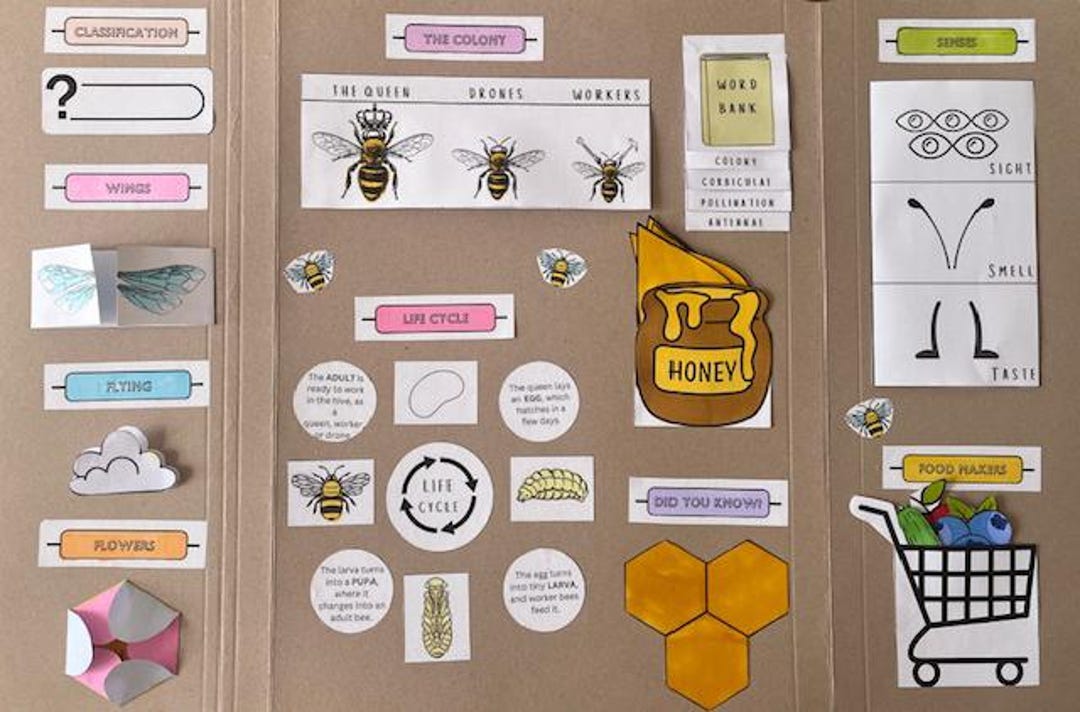 Honey Bee Study Lapbook Download | Printable | Creative Activity ...