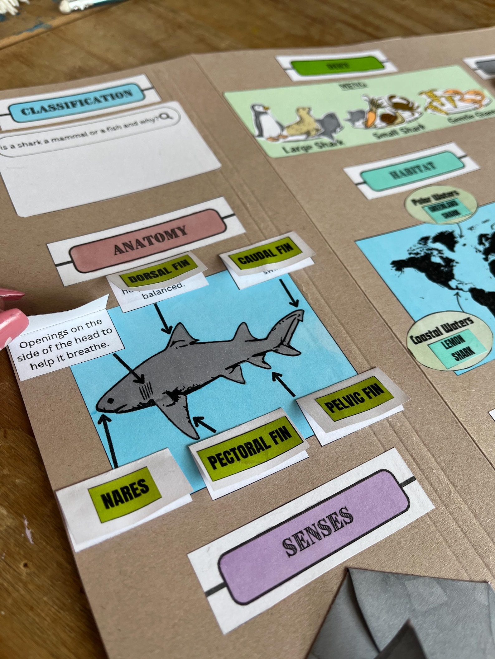 Shark Study Lapbook Download | Printable | Creative Activity ...