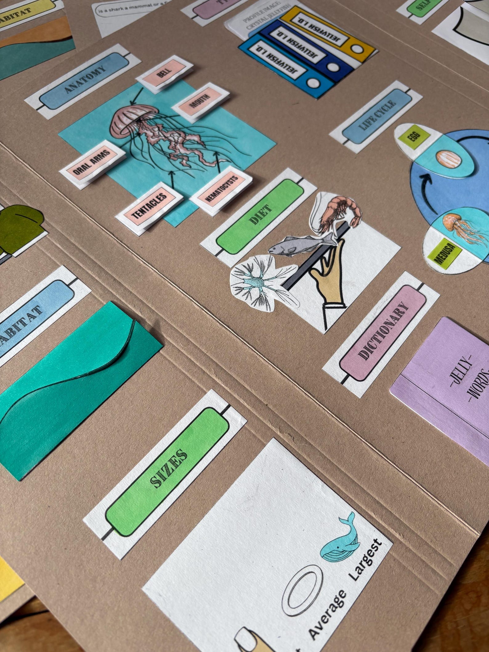 Marine Life Study Pack | Shark, Turtle, Jellyfish | Mini Bundle ...