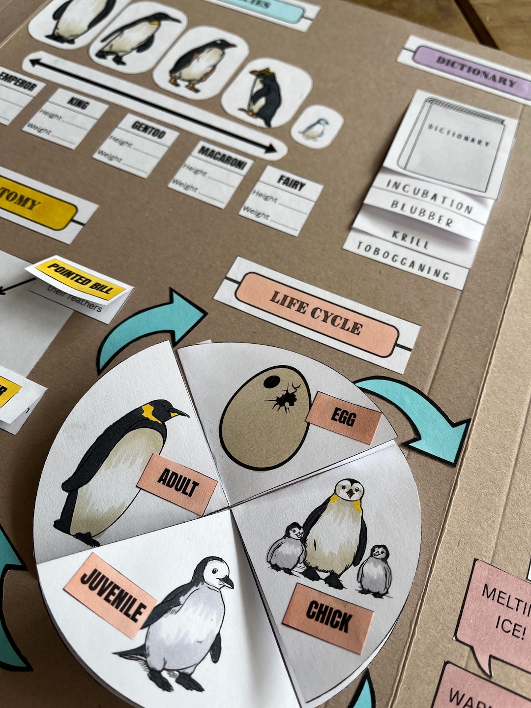 Penguin Study Lapbook Download | Printable | Creative Activity ...