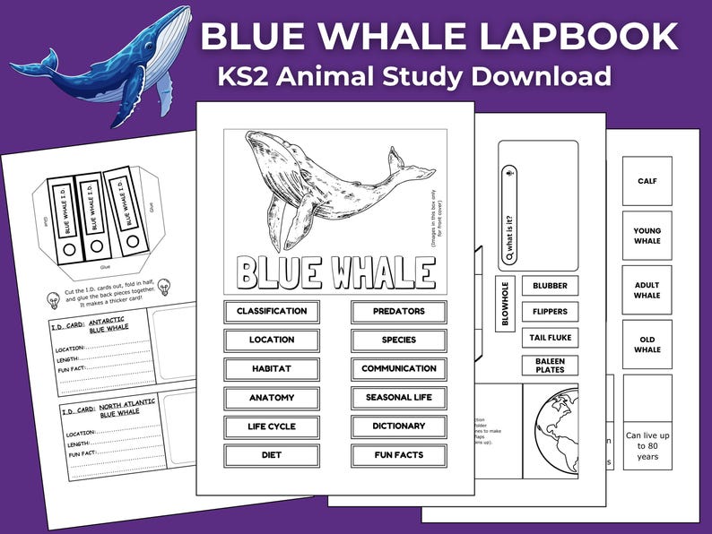Blue Whale Lapbook KS2 | Animal Science | Printable | Easy-read ...