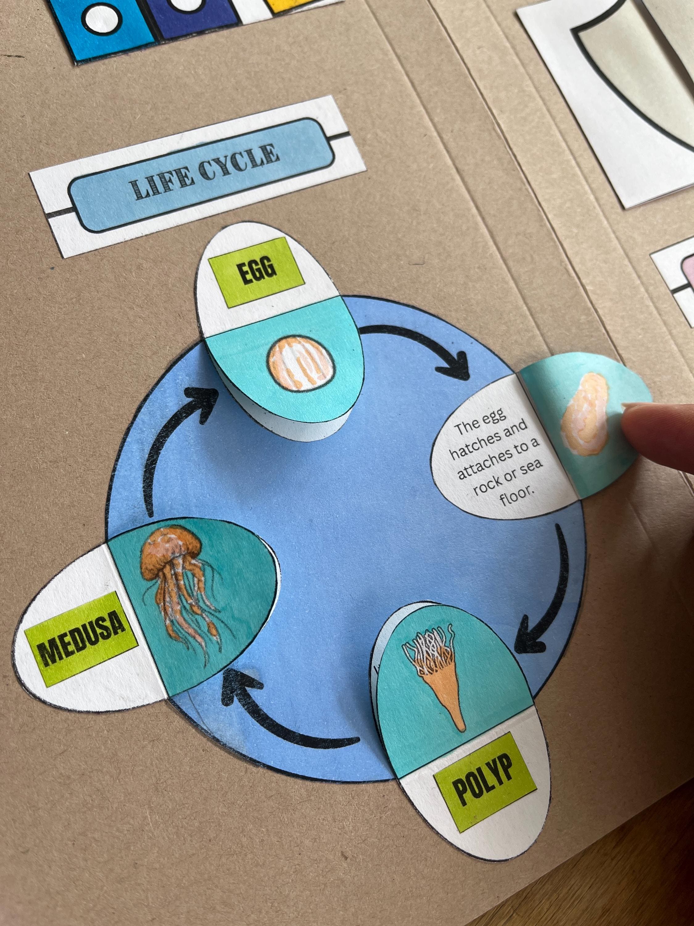 Jellyfish KS2 Science Pack | Printable Unit Study Lapbook - Etsy