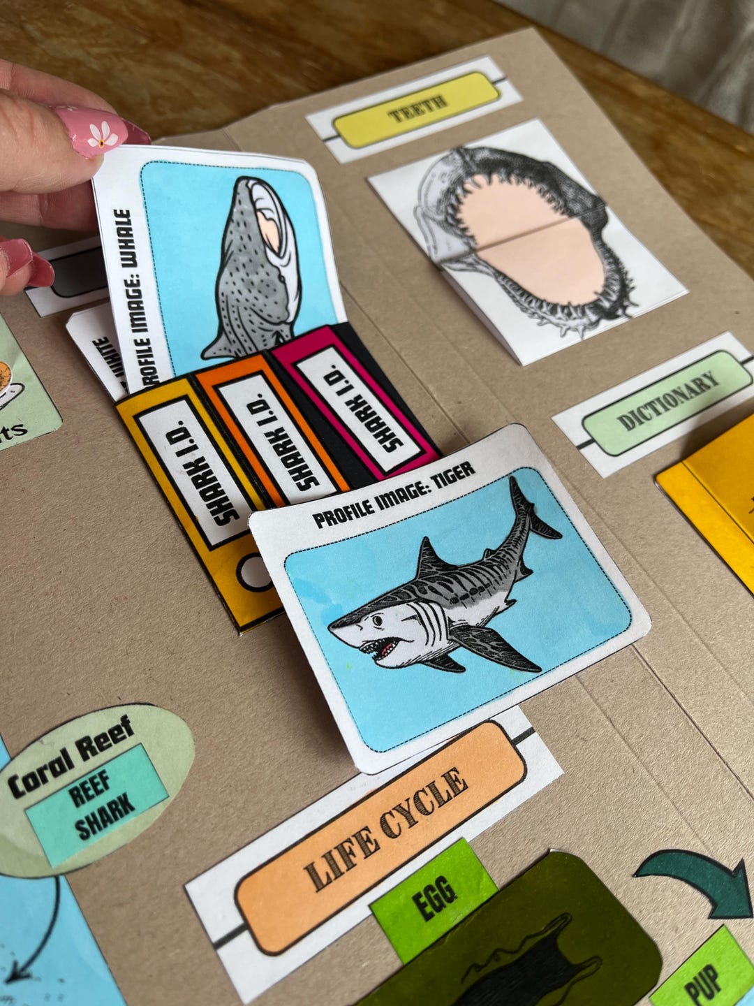 Shark Study Lapbook Download | Printable | Creative Activity ...