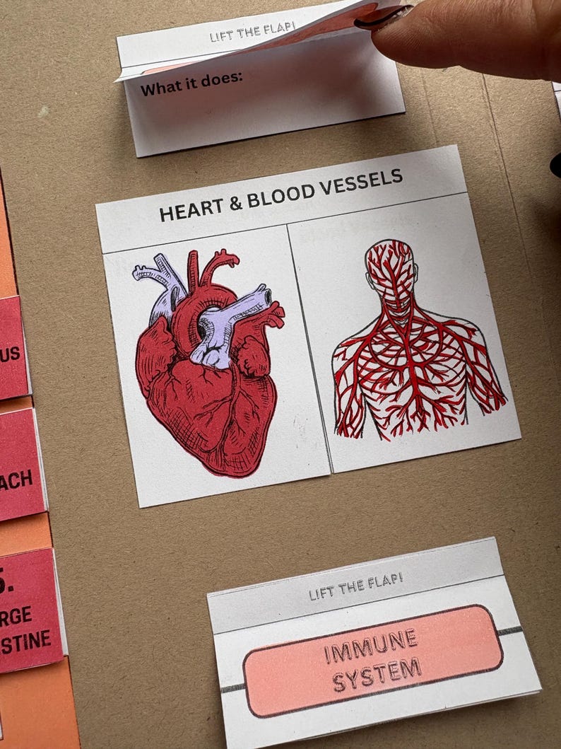 Human Body Study Lapbook Download | Printable | Science Activity ...