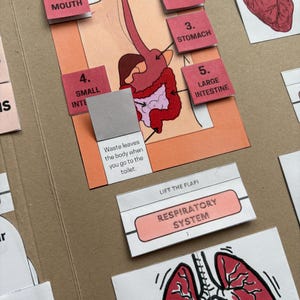 Human Body Study Lapbook Download | Printable | Science Activity ...