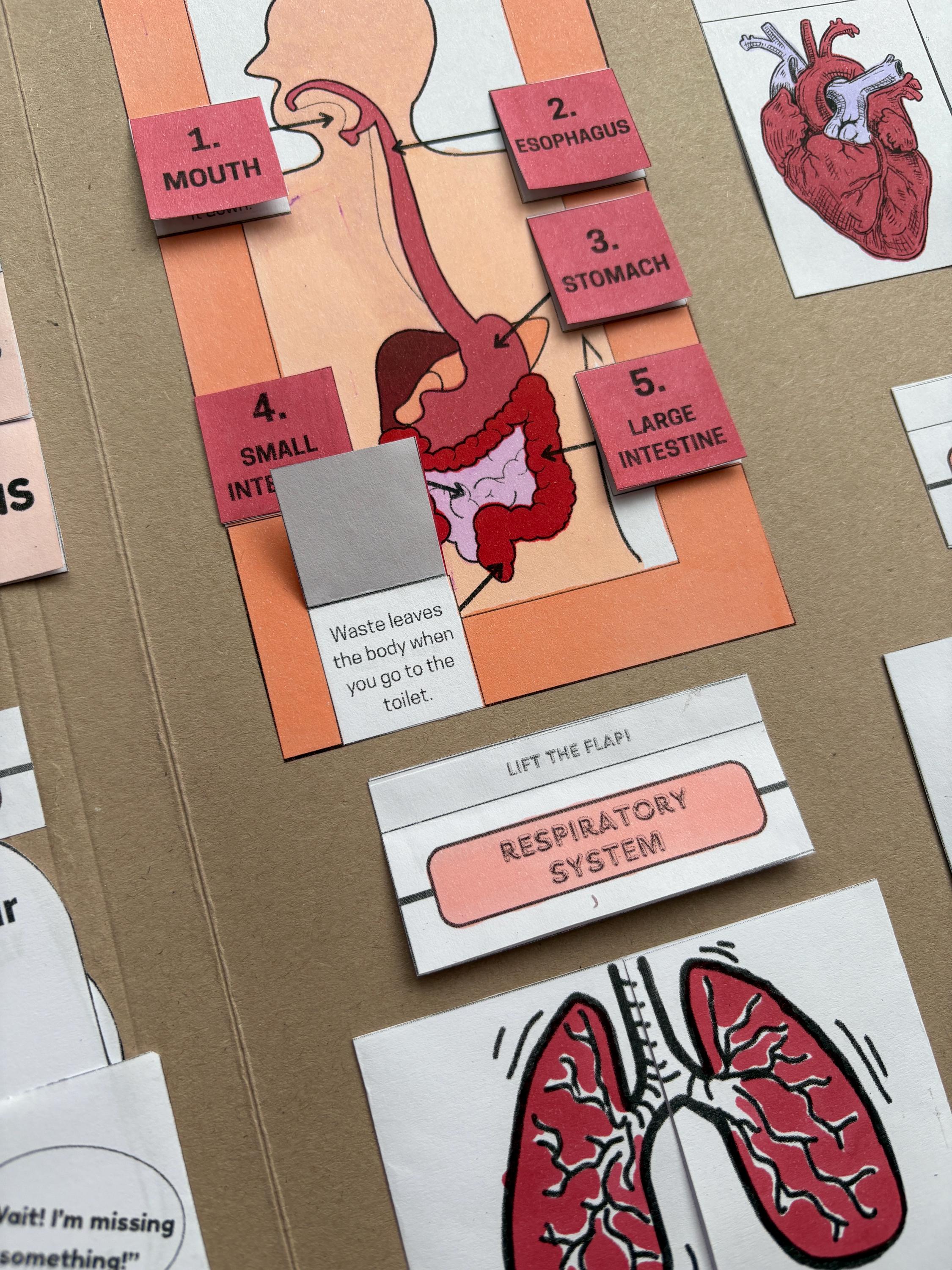 Human Body Study Lapbook Download | Printable | Science Activity ...