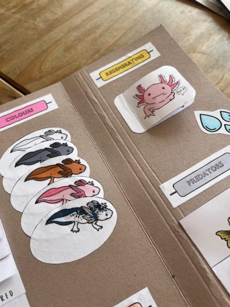 Axolotl Study Lapbook Download | Printable | Creative Activity ...