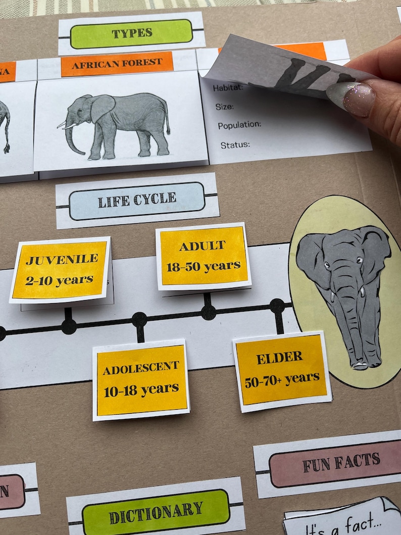 Elephant Study Lapbook Download | Printable | Creative Activity ...