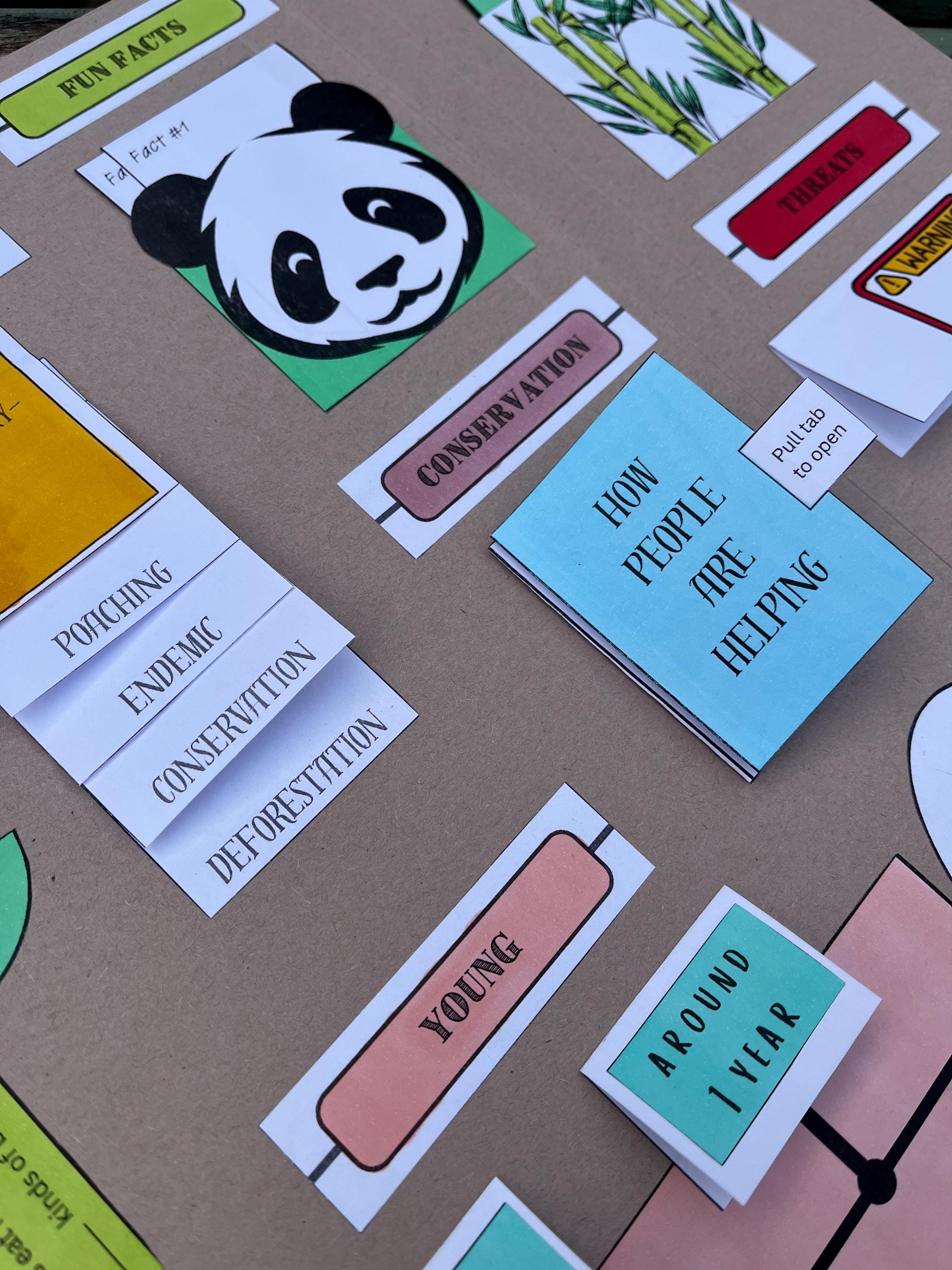 Panda Study Lapbook Download | Printable | Creative Activity ...