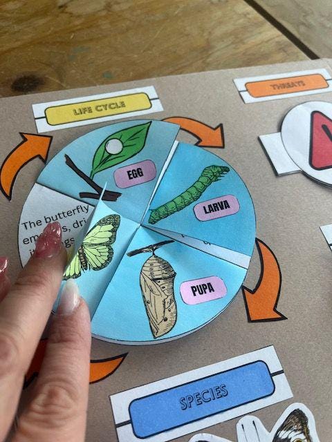 Butterfly Study Lapbook Download | Printable | Creative Activity ...