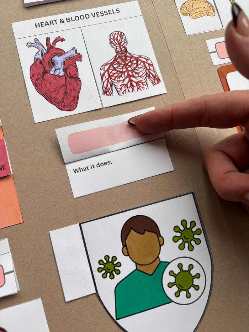Human Body Study Lapbook Download | Printable | Science Activity ...