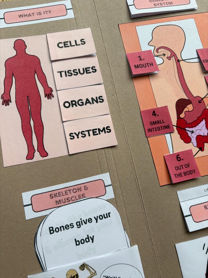 Human Body Study Lapbook Download | Printable | Science Activity ...