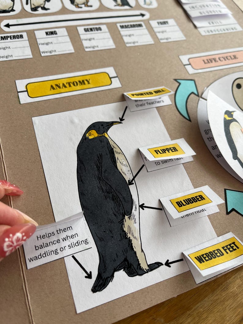 Penguin Study Lapbook Download | Printable | Creative Activity ...