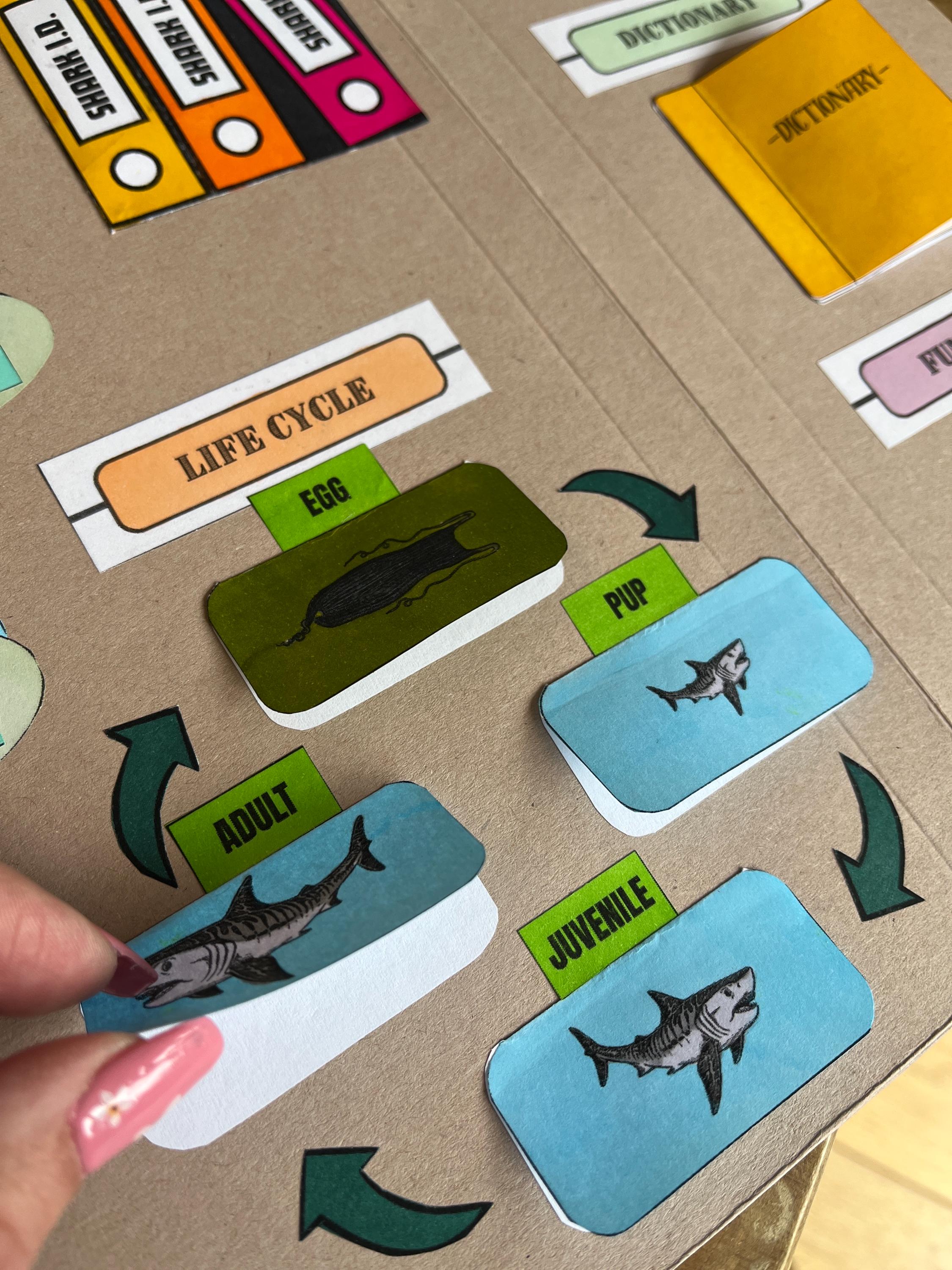 Shark Study Lapbook Download | Printable | Creative Activity ...